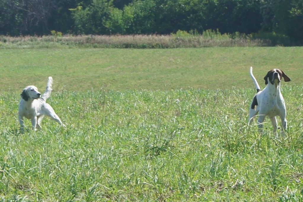 Working Pointing Dogs Together - Pointing Dog
