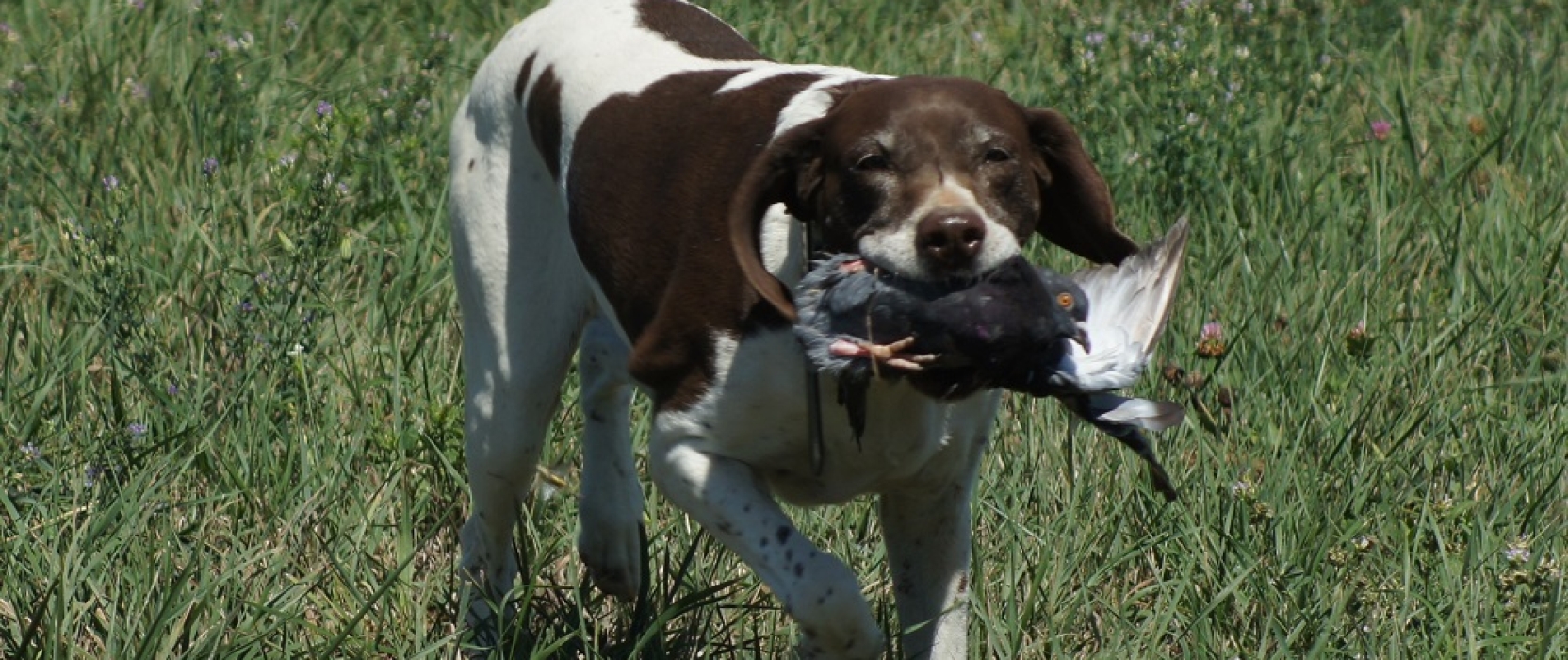 Puppies Archives - Pointing Dog