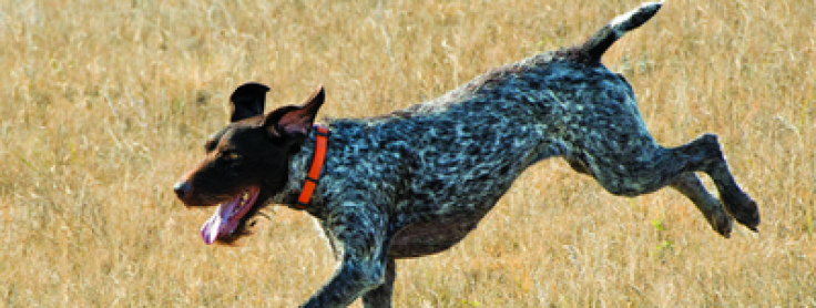 Canine Core Stabilization Exercises - Pointing Dog