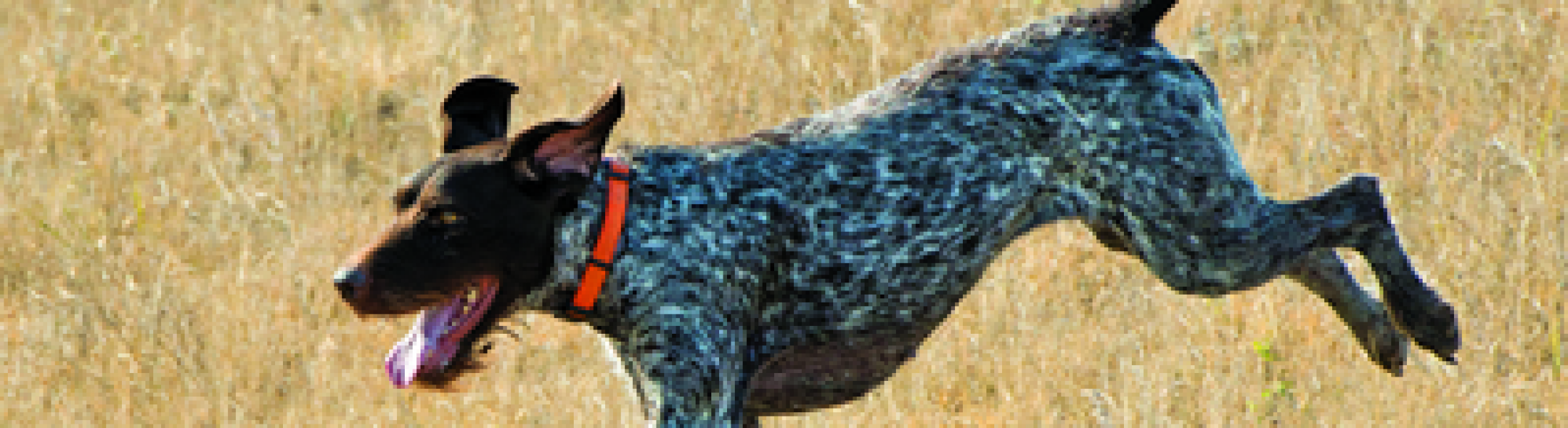 Canter - Pointing Dog