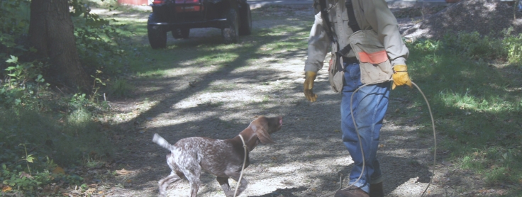 What’s the Best Way to Train Your Pointing Dog? - Pointing Dog