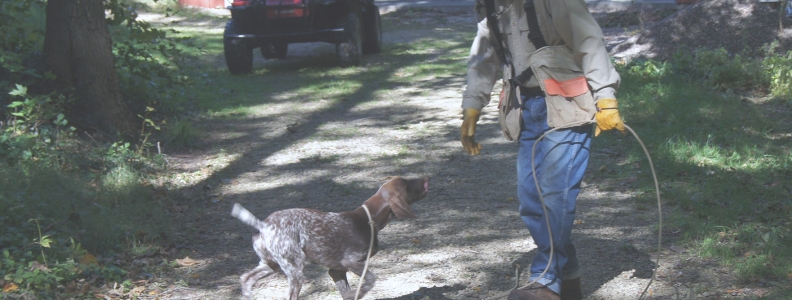What’s the Best Way to Train Your Pointing Dog? - Pointing Dog