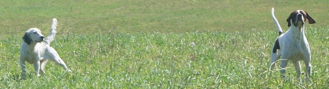 an-example-of-two-dogs-with-manners-and-staunchness-on-point - Pointing Dog