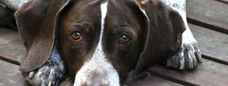 What Are The Signs And Symptoms Of Mrsa In Dogs